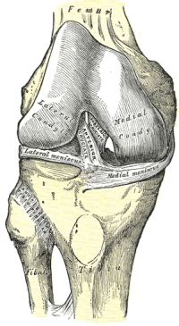 Anterior Cruciate Ligament ACL Structure And Biomechanical Properties Physiopedia