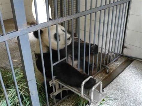 Information About Giant Panda Zhang Ka Panda News