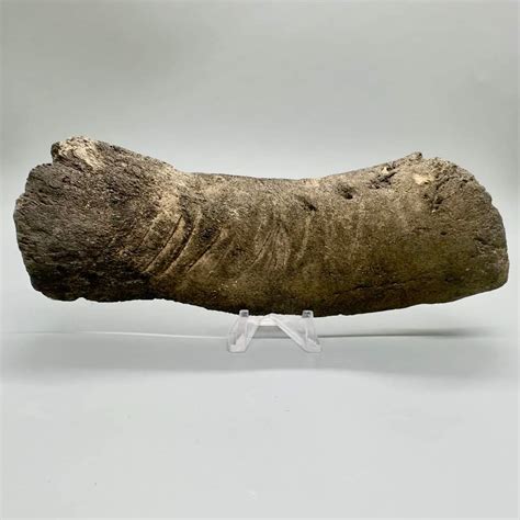whale fossil with megalodon bite marks is it real how to recognize