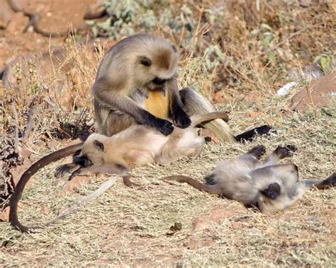 Northern Plains Gray Langur Facts Diet Habitat And Pictures On