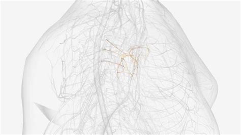 120 Vagus Nerve Nucleus Stock Videos And Royalty Free Footage Istock