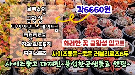 사이즈좋은 묵은군생들 입고 6천원대에 득템20셋트만다이아몬드스테이트금 금황성 파피스로즈 다육쇼핑 Youtube