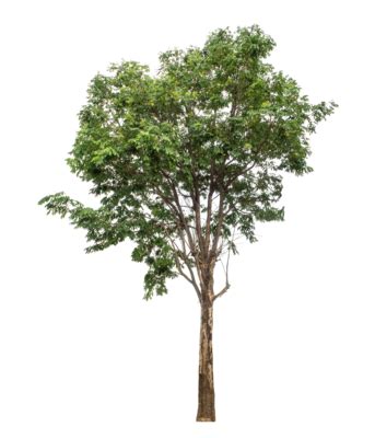 Tree Transparent PNGs For Free Download Tree Transparent PNGs For Free Download