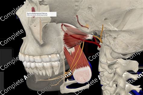Auriculotemporal Nerve Complete Anatomy