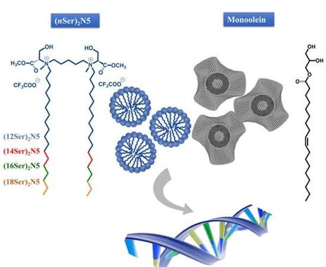 Cationic Serine Based Gemini Surfactantmonoolein Aggregates As Viable And Journal Of