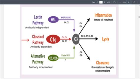 Complement Flashcards Quizlet