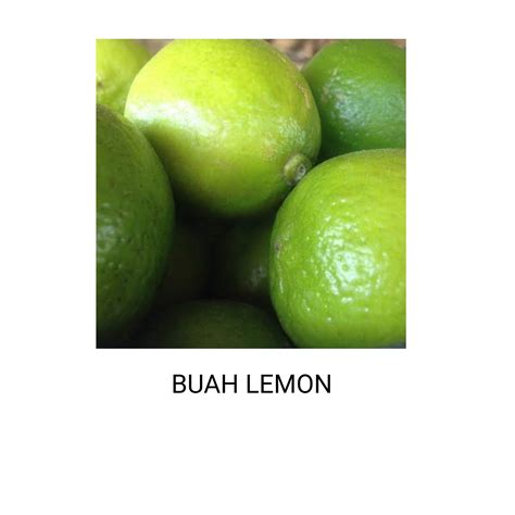 Jeruk Lemon Kg Buah Jeruk Lemon Lemon Segar Lazada Indonesia