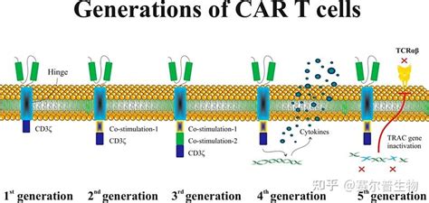 T细胞分类及标记物汇总，深度详解版！ 知乎