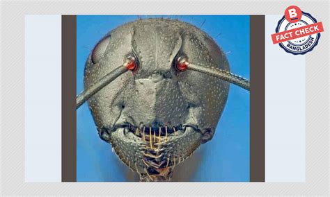 পিঁপড়ার ছবিটি ইলেকট্রন মাইক্রোস্কোপে ধারণ করা নয় The Image Of The