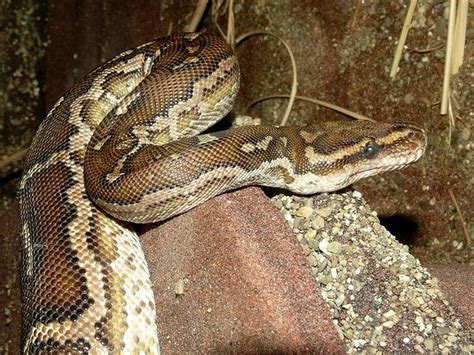 Python Anchietae Angola Python Angolan Python
