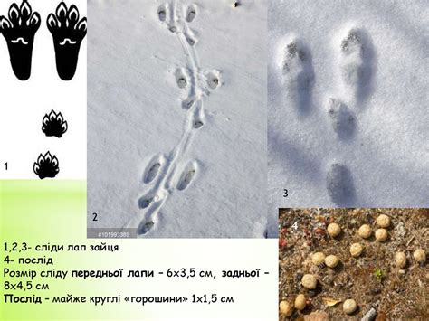 Сліди тварин презентация онлайн