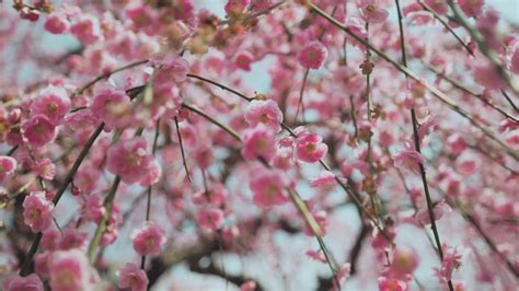 Japanesemomsonbath Videos Download The Best Free 4k Stock Video