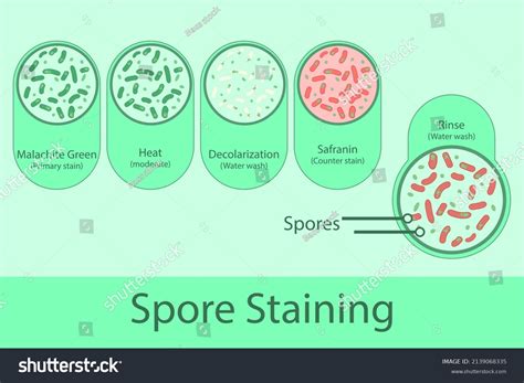 Spore Staining Technique Steps Diagram Using Stock Vector Royalty Free