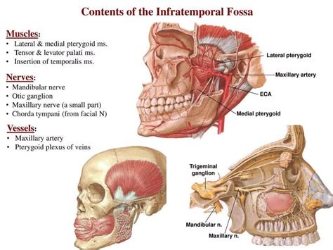 Temporal Infratemporal Region PPTX