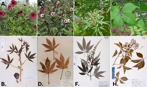 SS-AGR-480/AG476: Cannabis sativa Plant Identification and Its Look-Alikes