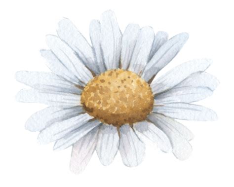 Daisy Watercolor PNGs For Free Download Daisy Watercolor PNGs For Free Download