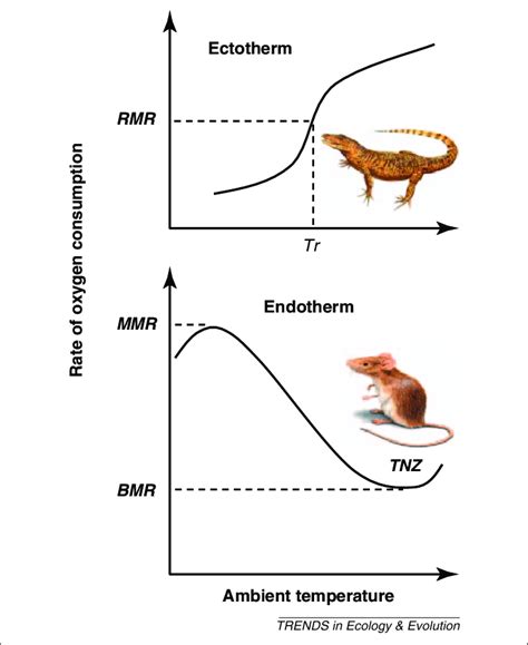 the relationship between rate of oxygen consumption metabolic rate