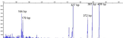 Fragment Analysis By Capillary Electrophoresis At 166pb Height 6854 Download Scientific