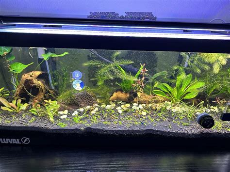 How To Reduce Filter Flow Fluval 207 Raquariums