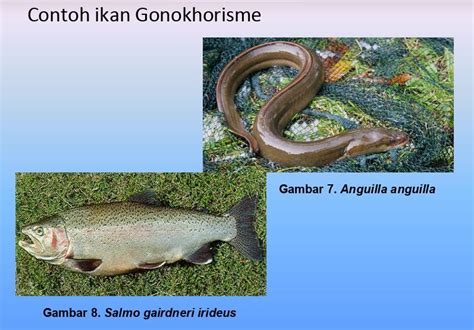 Seksualitas Dan Reproduksi Ikan GEA FISHERY