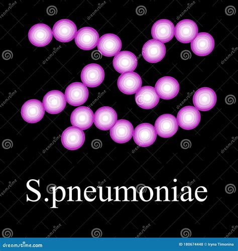 Pneumococci Structure Bacteria Pneumococcus Infographics Vector