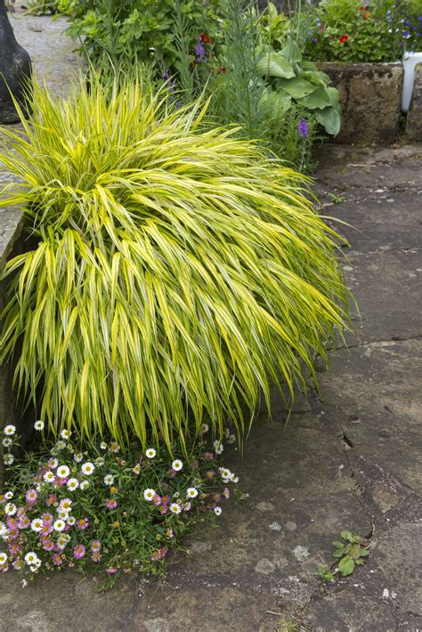 Dwarf Ornamental Grass Plants