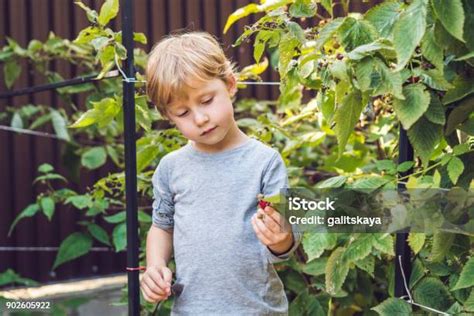 자식 따기 딸기입니다 아이 유기농 딸기 농장에서 신선한 과일을 선택합니다 어린이 원 예 및 베리를 수확입니다 유아 꼬마 익은 건강 한 열매를 먹고입니다 야외 가족 여름 재미