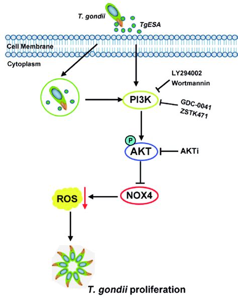 Model For Dendritic Cell Environment Modification By T Gondii Download Scientific Diagram