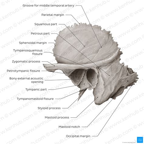 Temporal Bone A New 3d Printed Temporal Bone The Sapiens—specific