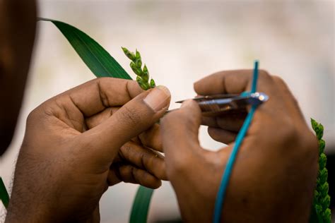 Crop Science Grain Science And Milling Greater Manhattan Economic