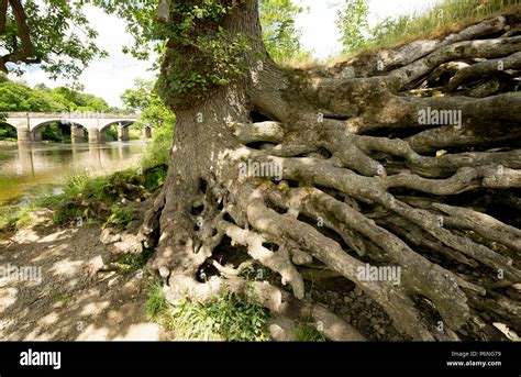 Exposed Tree Root System Hi Res Stock Photography And Images Alamy