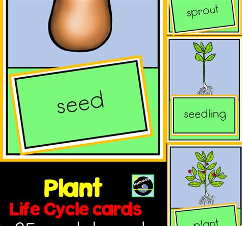 Plant Life Cycle Sorting Cards Teaching Resources