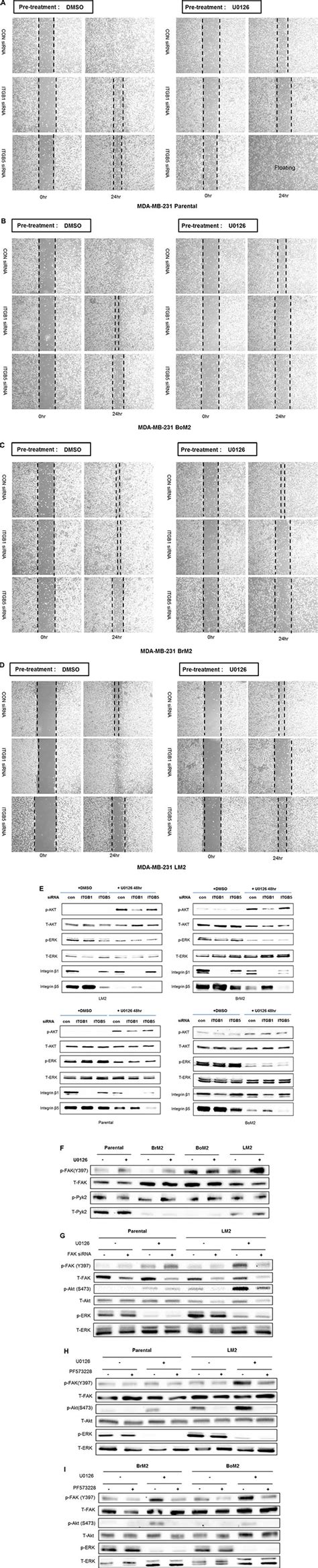 Integrin β1 Myosin Light Chain Kinase And Myosin Iia Are Required For Activation Of Pi3k Akt