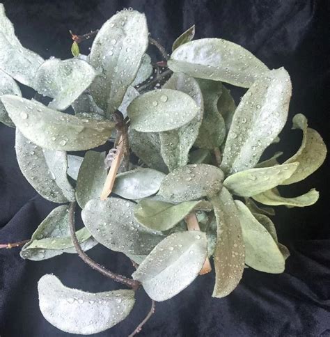 Hoya carnosa 'Grey Ghost' • Strawberry Mu