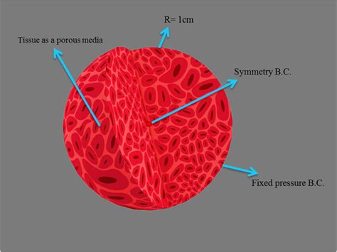 Depiction Of The Tumor Tissue Geometry Which Has A Spherical Shape Download Scientific Diagram