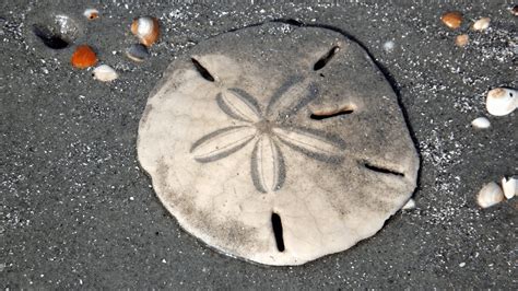 The Sand Dollar Story Think About Such Things