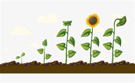 해바라기 성장 과정 만화 소재 해바라기 꽃 꽃그림