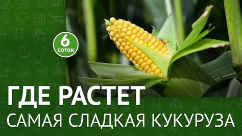 Где растет самая сладкая кукуруза. 6 соток 11.10.2021 - YouTube