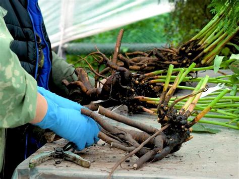 Лунный календарь садово огородных работ на первую неделю сентября с 29 августа по 4 сентября