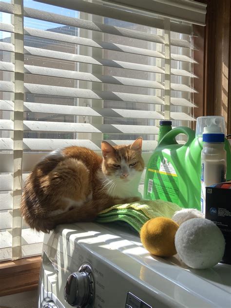 Weirdest Place Youve Found Your Cat Go Rcatpics