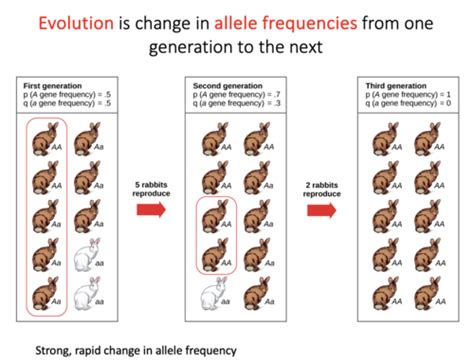 Lecture 4 Genetic Drift Flashcards Quizlet