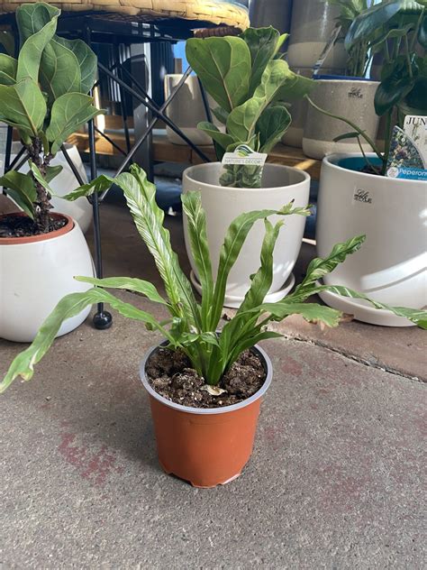 Asplenium Birds Nest Fern Variegated Guildford Garden Centre