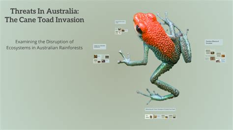 Threats In Australia The Cane Toad Invasion By Ryan Minhaz On Prezi