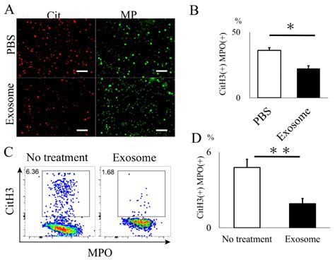 Intravenous Administration Of Mesenchymal Stem Cell Derived Exosome Alleviates Spinal Cord