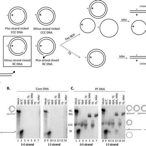 Detection Of Ccc Dna Pf Rc Dna And Pf Rc Dna With Closed Minus Strand Download Scientific