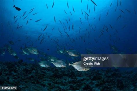Barracuda Fish Photos Photos And Premium High Res Pictures Getty Images