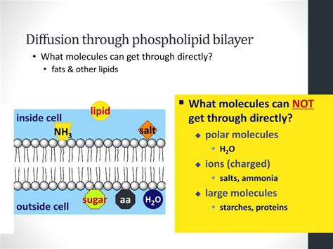 Ppt The Cell Membrane Powerpoint Presentation Free Download Id2815635