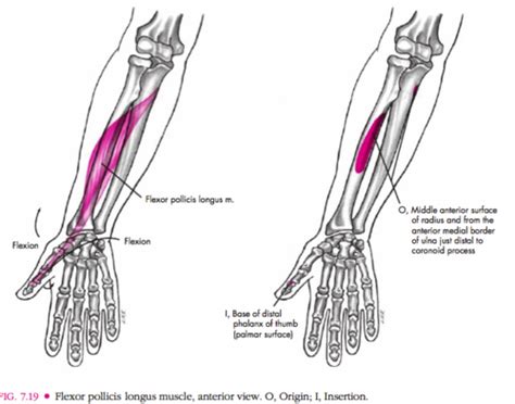 Forearm Hand Muscle Group 3 Thumb Flashcards Quizlet