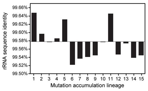 Evolution Of Average Pairwise Sequence Identity In 23S And 16S RRNA Download Scientific Diagram