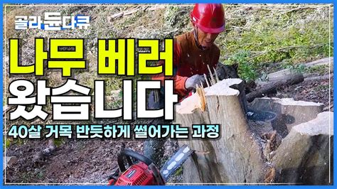 전기톱 하나로 순식간에 굵은 나무 쓰러뜨리기 벌목 작업 현장│반듯하게 나무 베는 과정│극한직업│골라듄다큐 Youtube